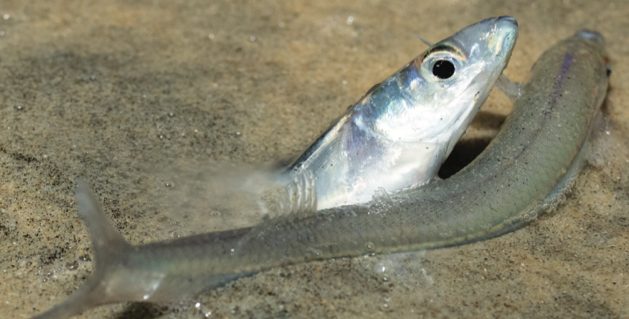 Grunion Run Returns May 1-4 - Coronado Times