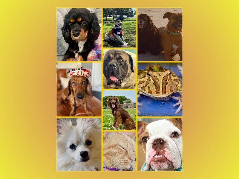 paws animal mayor - Coronado Times